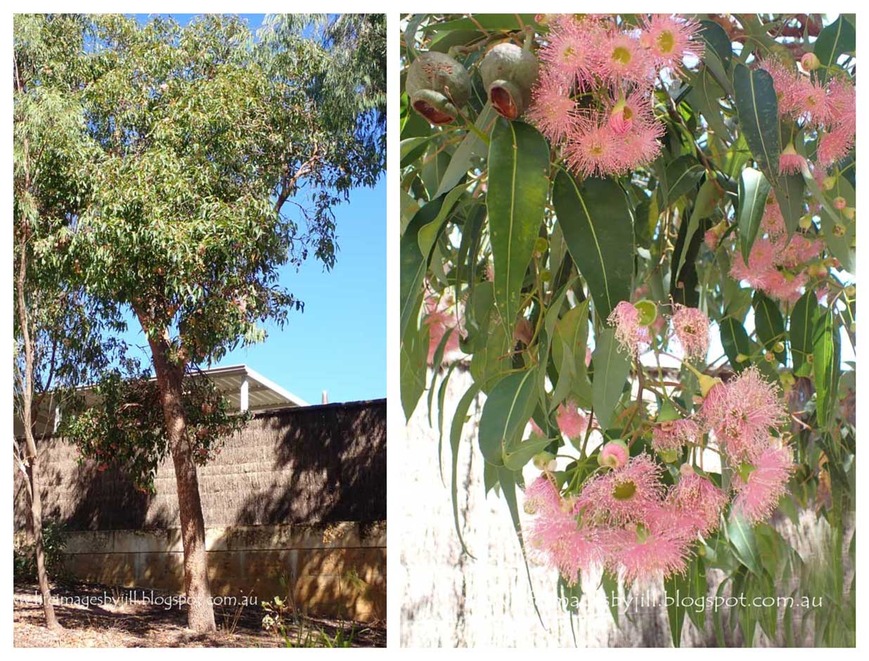 Life Images by Jill: Pink Rosea Marri tree