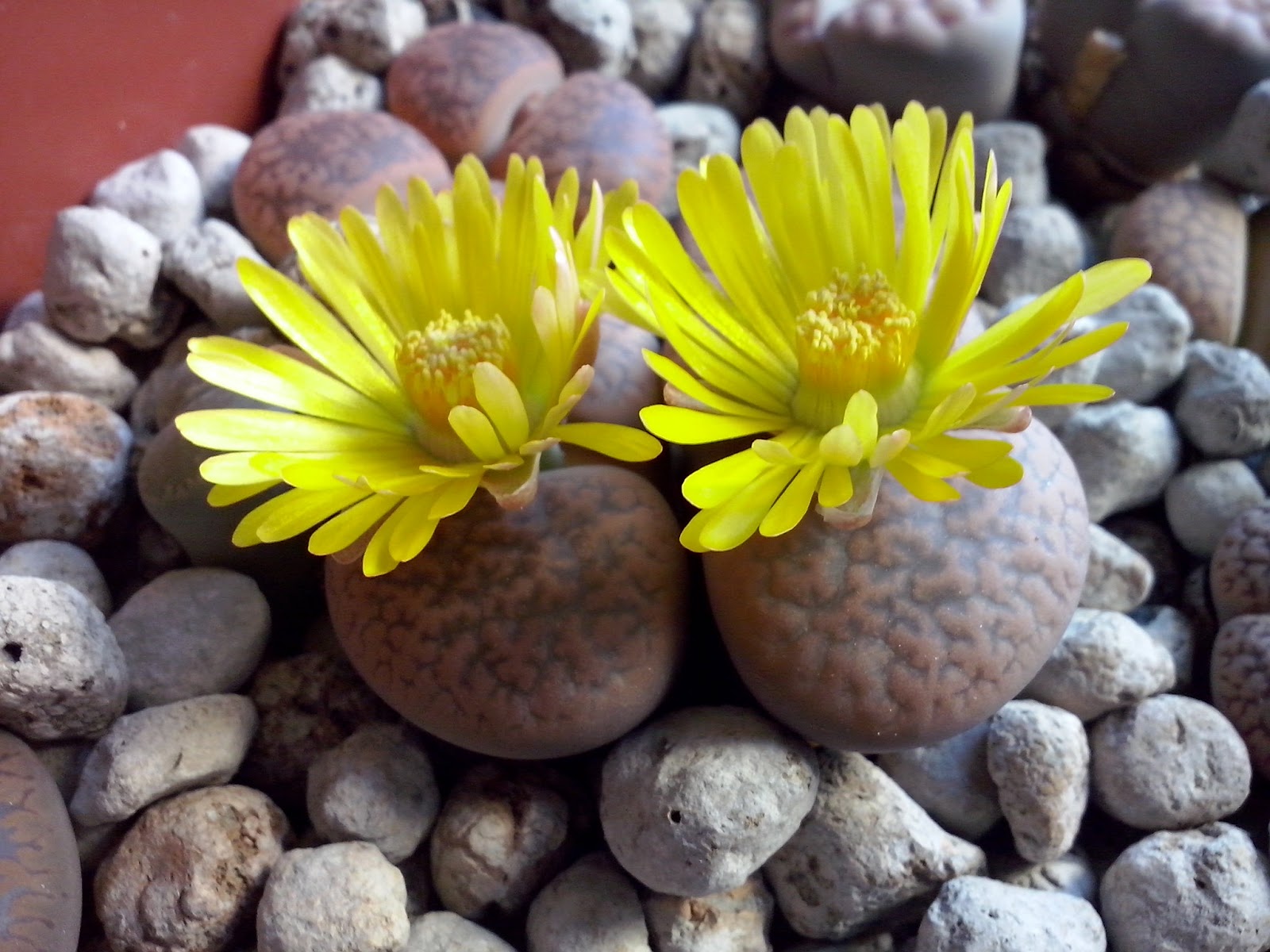 Lithops - Living stones care and culture | Travaldo's blog