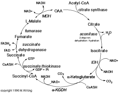 Pengertian Respirasi dan Proses Pembentukan ATP | Pengetahuan Olandsky