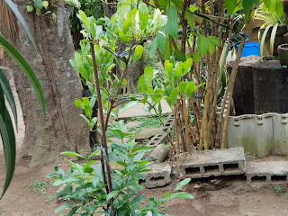 A life of a biologist: Native fruit bearing trees of the Philippines ...