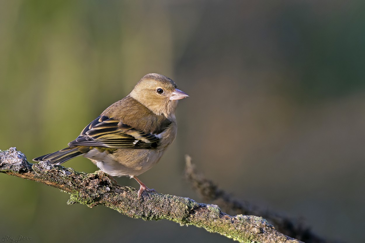 Foto's: Vink