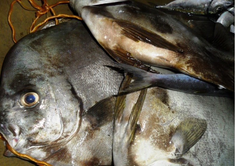 Tibiao Tabig: TIBIAO: Where fishing is tourists’ fun!