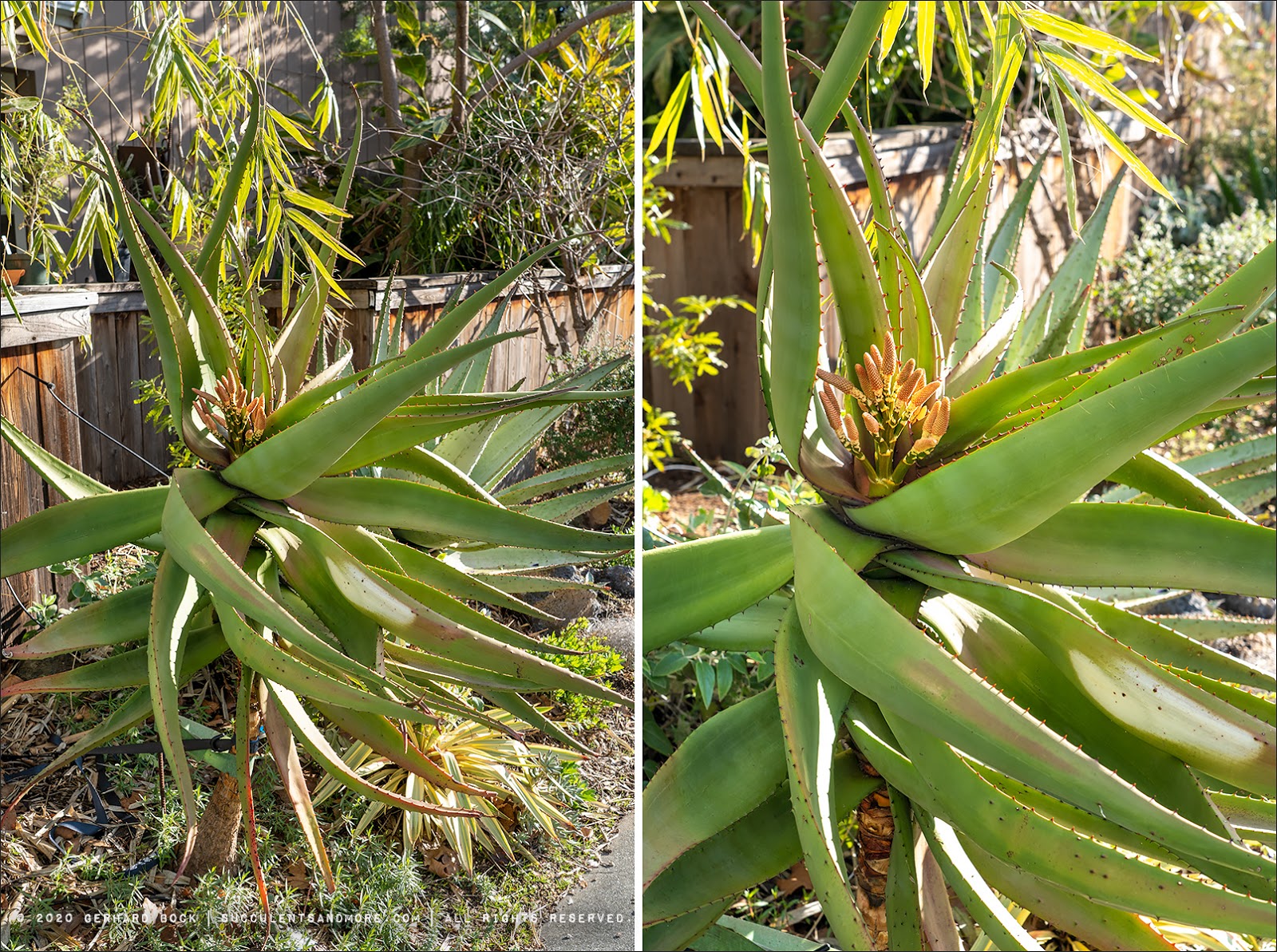All our aloes want is some ☀️