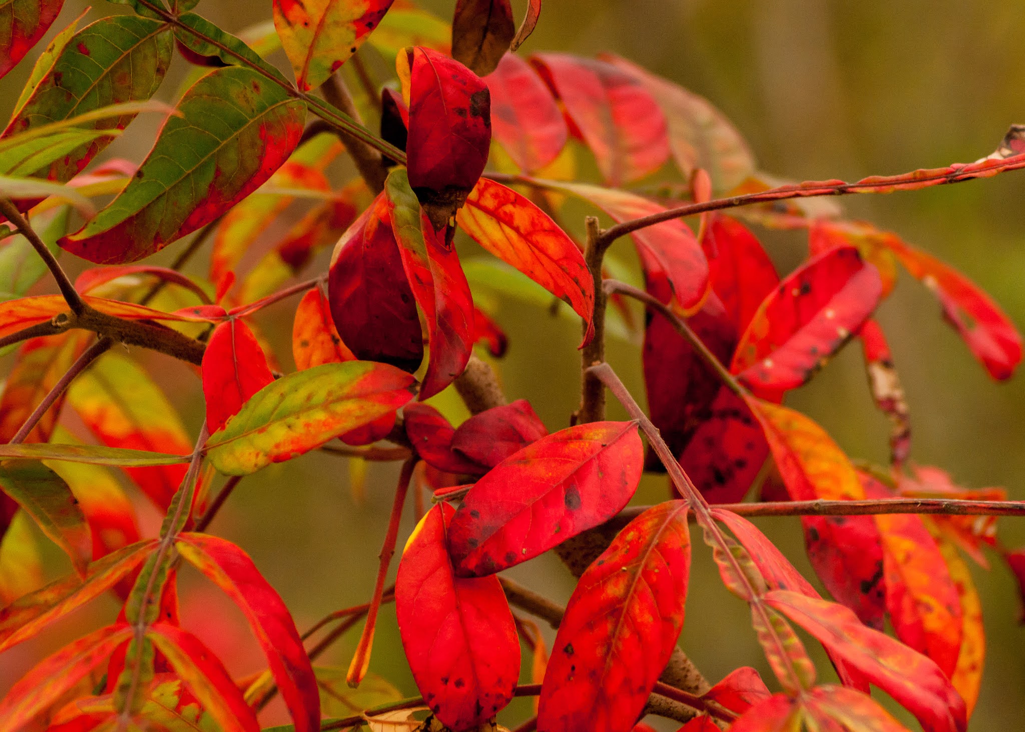 NEW SAVANNA: Three kinds of red [fall foliage]