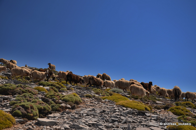 EXPLORE MOUNTAINS: ΣΤΗΝ ΚΟΡΥΦΗ ΤΗΣ ΚΡΗΤΗΣ (ΤΙΜΙΟΣ ΣΤΑΥΡΟΣ ΨΗΛΟΡΕΙΤΗ ...