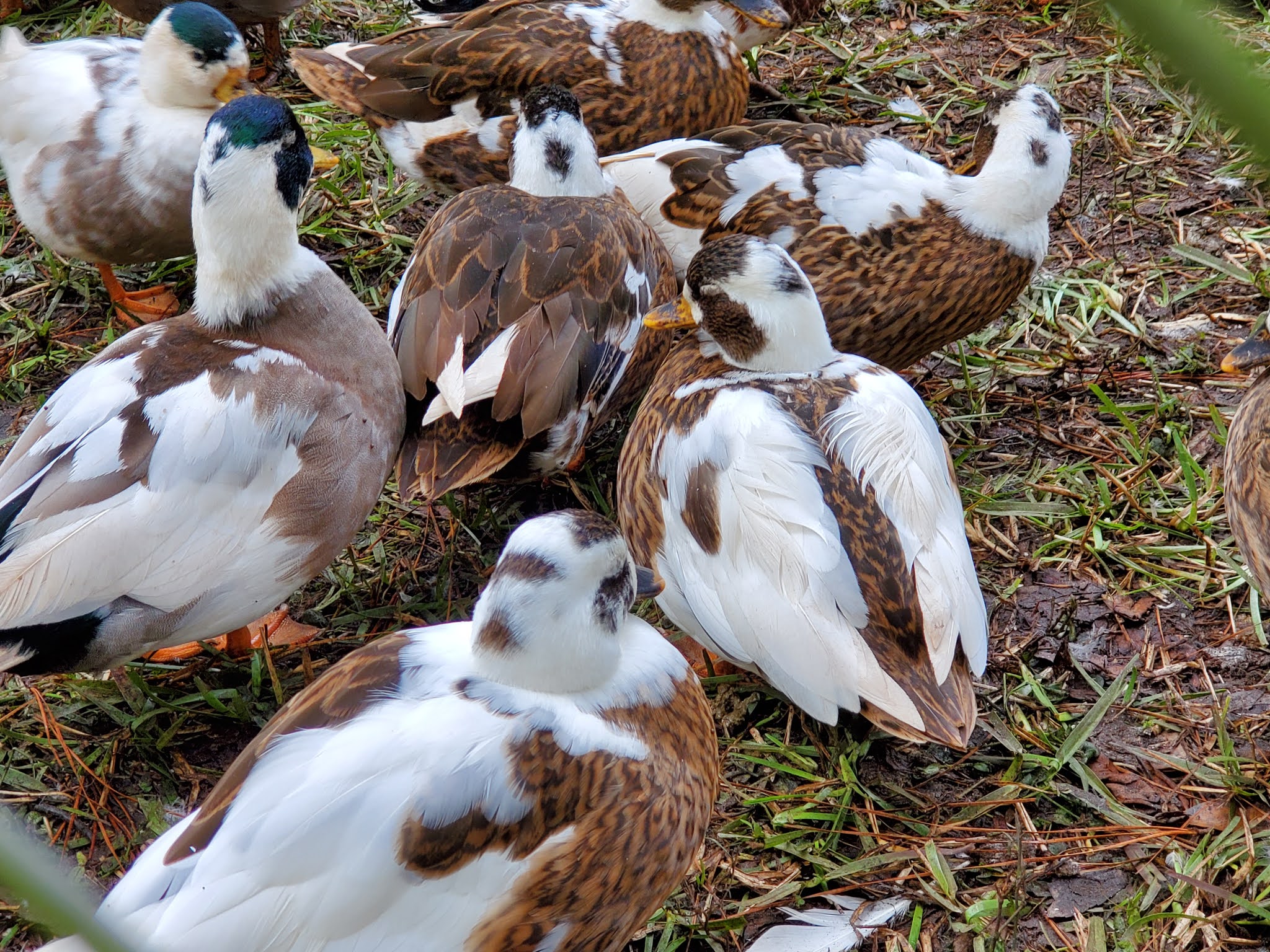 Blue Sky Country Farm: Penciled Call Duck