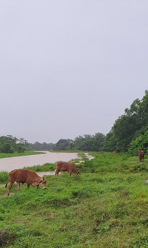 Warisan Petani: Padang Ragut Banjir