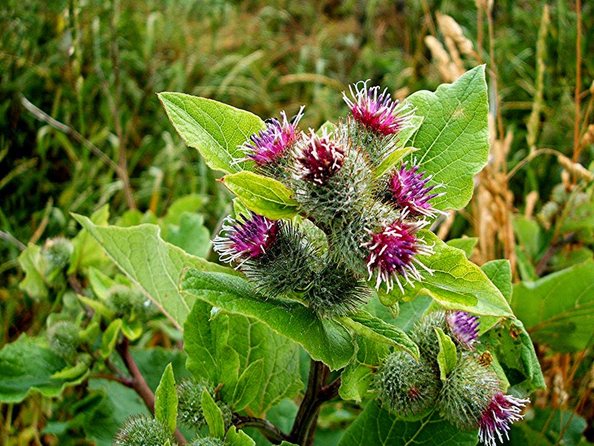 Arctium - Alchetron, The Free Social Encyclopedia