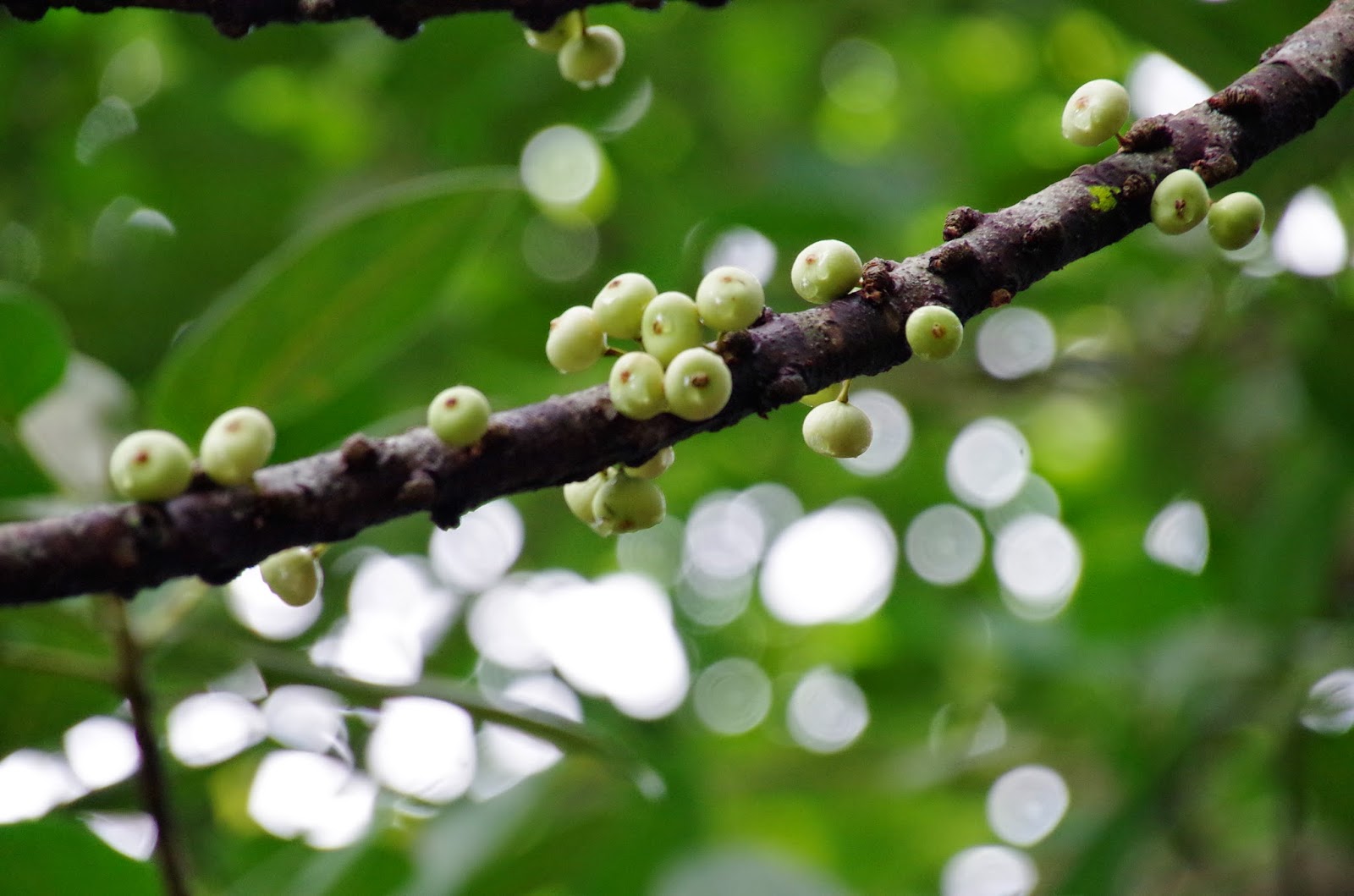 Trees and Plants: Sea Fig