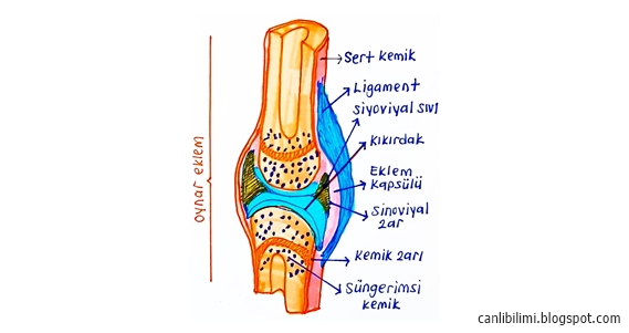 İskelet Sistemi, Kıkırdak Doku ve Eklem Çeşitleri - İnsanda Destek ve ...