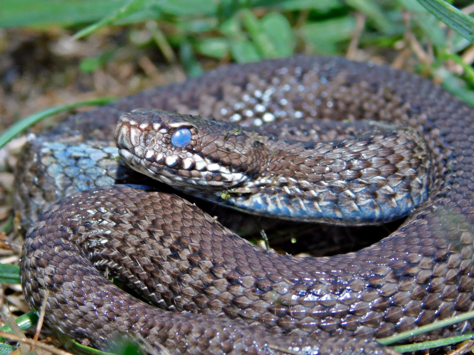(Paleo-)Herpetología: Vipera seoanei - Víbora cantábrica