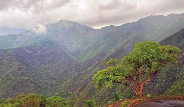 Saudi Arabia surpasses 180 countries to top in World in environmental ...