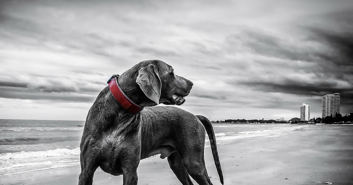 5 DOGS That SAVED People's LIVES See These Canine Heroes!