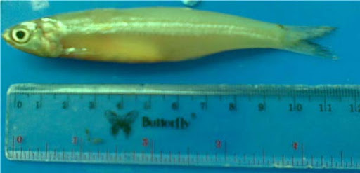 Teri (Stolephorus spp.)