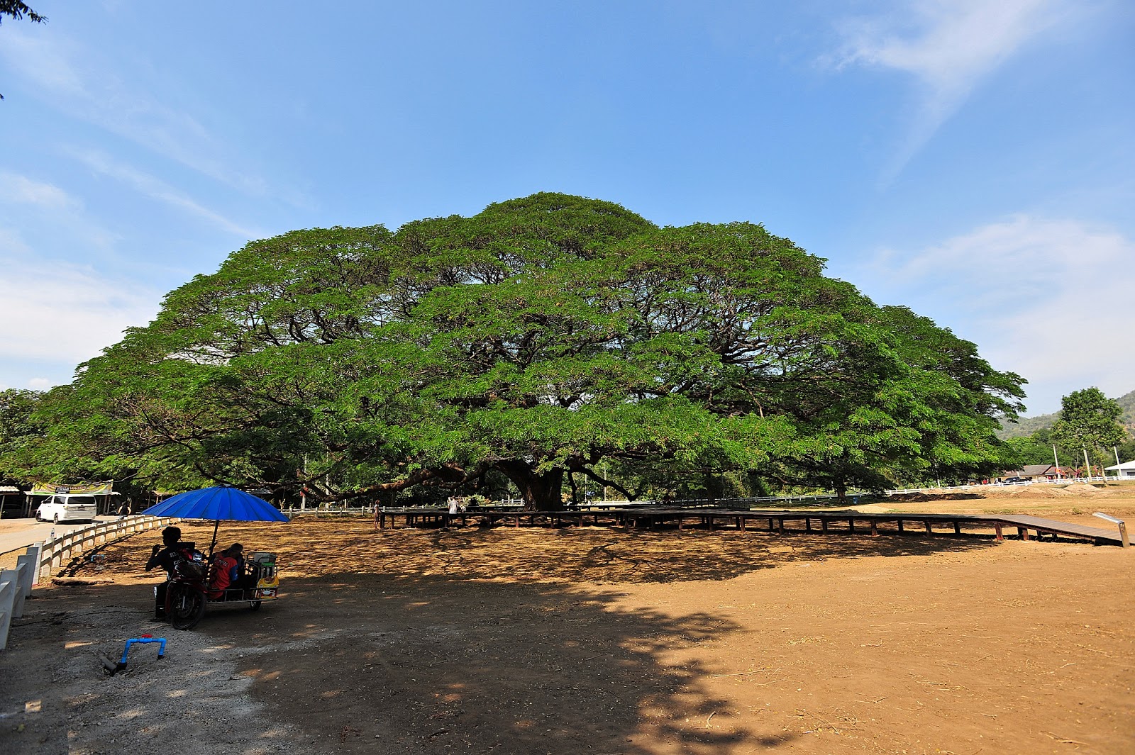 The Life Journey in Photography: Giant Rain Tree @ Kanchanaburi, Thailand