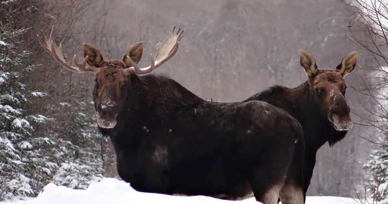 My journal of public opinion: Why Is the Plural of ‘Moose’ Not ‘Meese’?