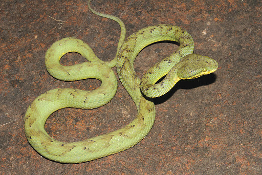 Snakes of Medical Importance in Nepal - GITAB » Online Loksewa Test
