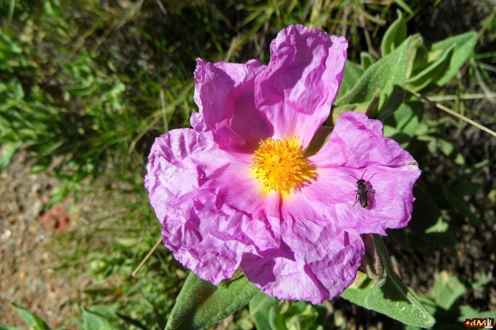 2017 - 03 - El Penyó de Vallada / A+ 433 m / 7 km | Pa_Blog Senderismo ...