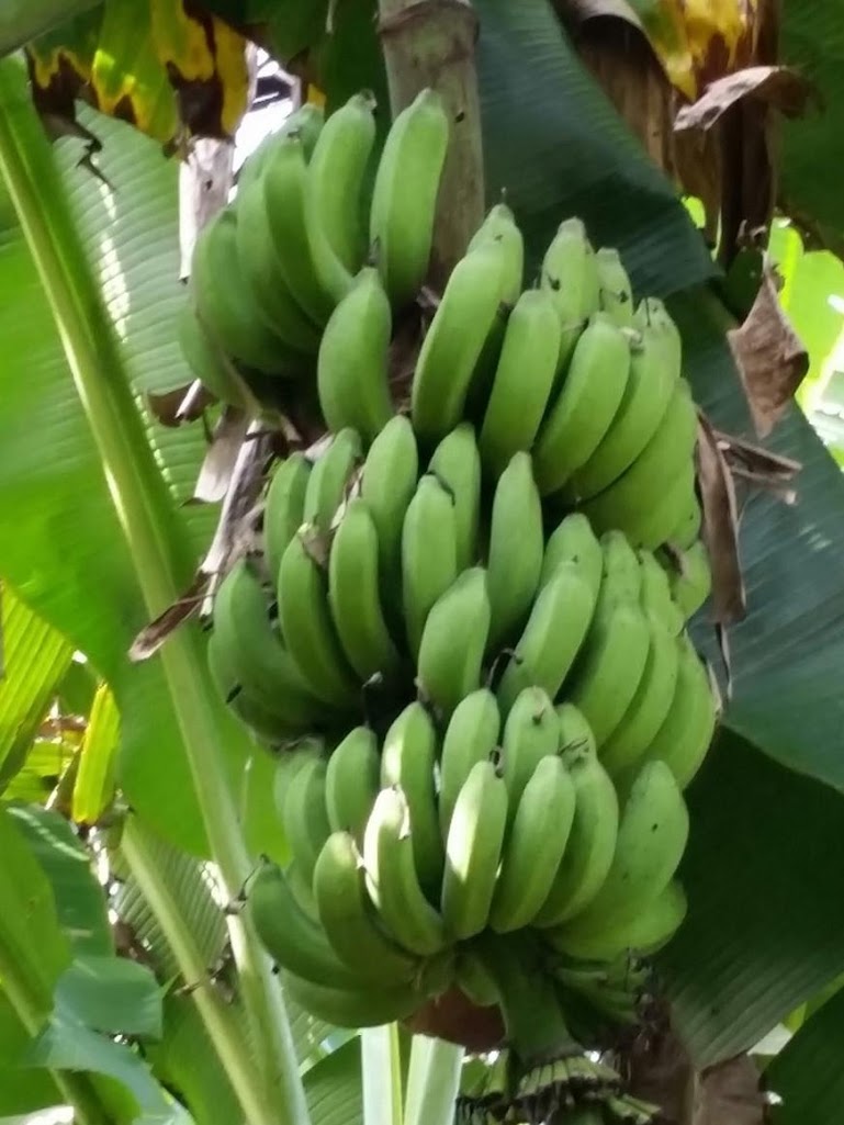 Bibit Pisang Raja Nangka Harga Bersahabat
