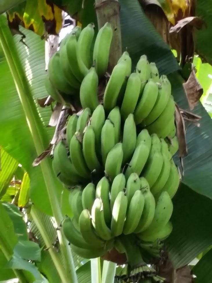 Pohon Pisang Raja