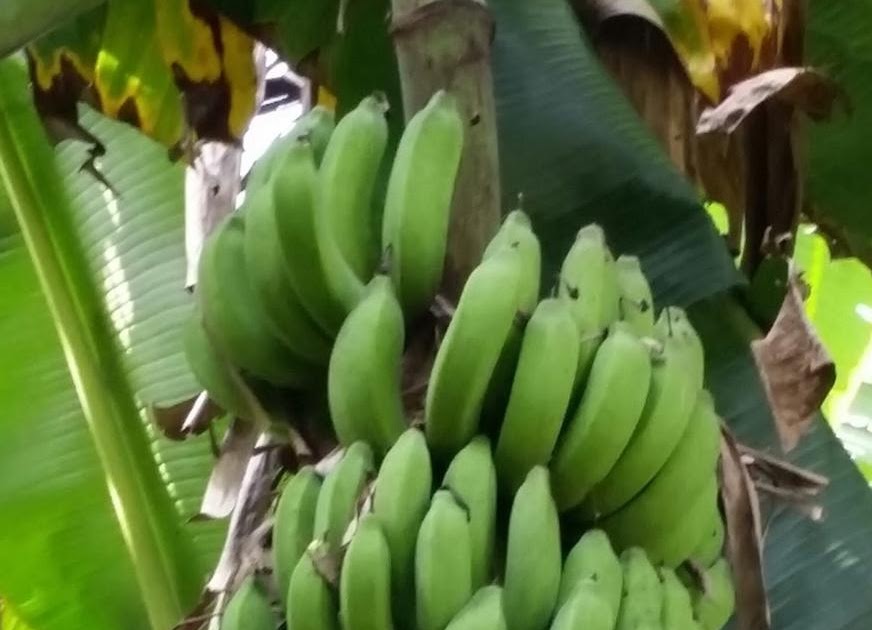 Bibit Pisang Raja Nangka Harga Bersahabat