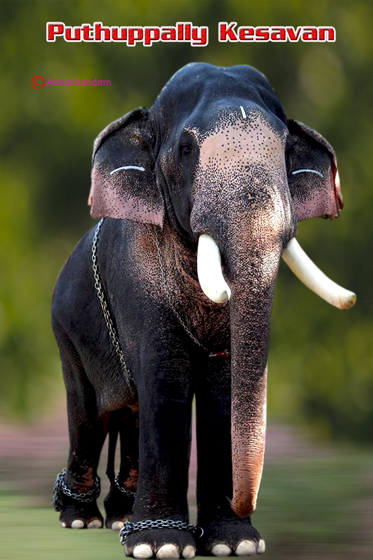 Chengallur Ranganathan - The tallest elephant in Asia - Kerala Elephant