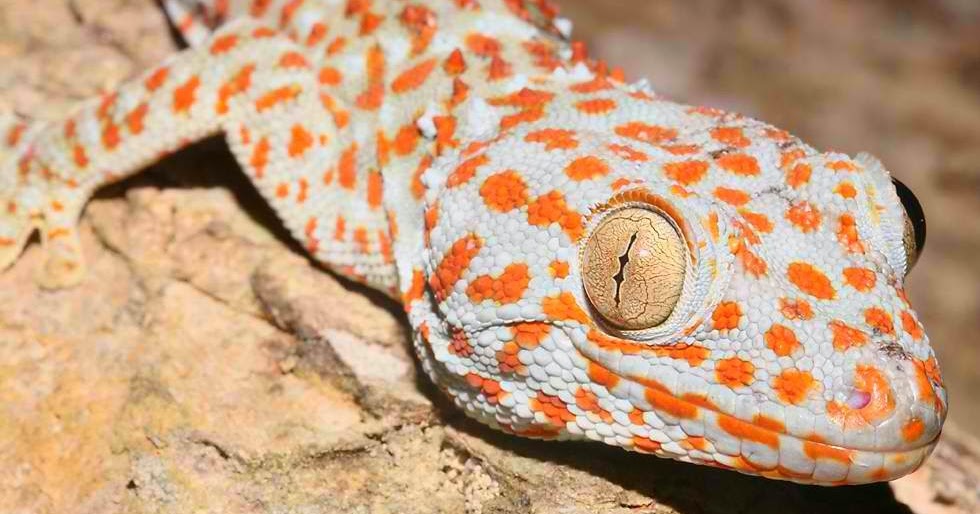 Harga Tokek Menurut David Hendra - SitusHewan.com