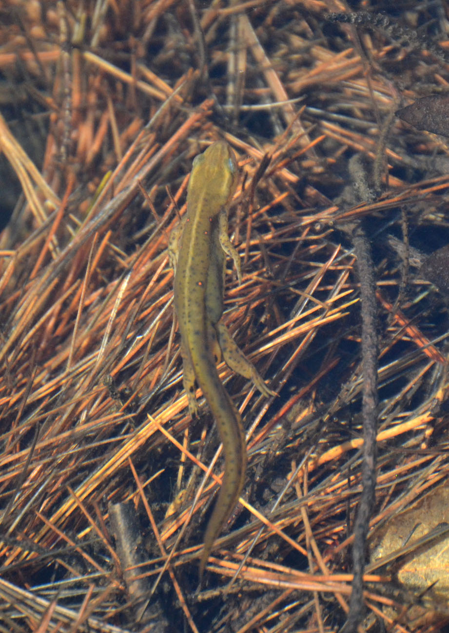 Woods Walks and Wildlife: March 2012