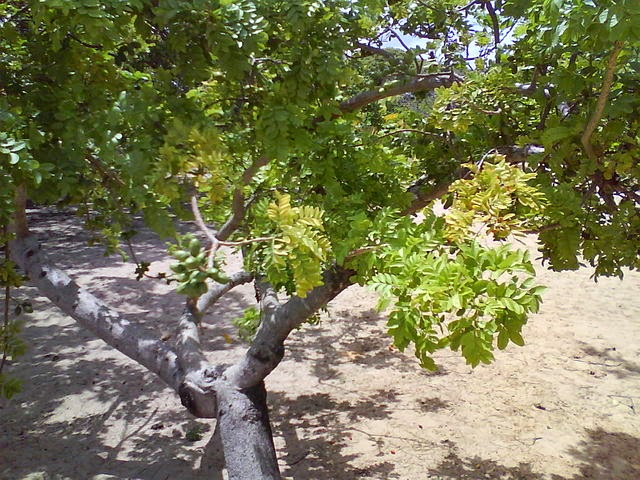 Seriguela: Siriguela , ciriguela ou ciruela (Spondias purpurea)