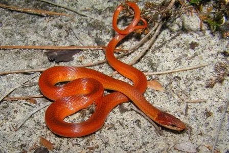 Amazing Colorful Snakes - Most Beautiful Snakes of the World | Most ...