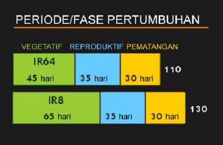 Tanaman Padi (Oriza sativa L.) Serta Pertumbuhan dan Perkembangan Padi ...