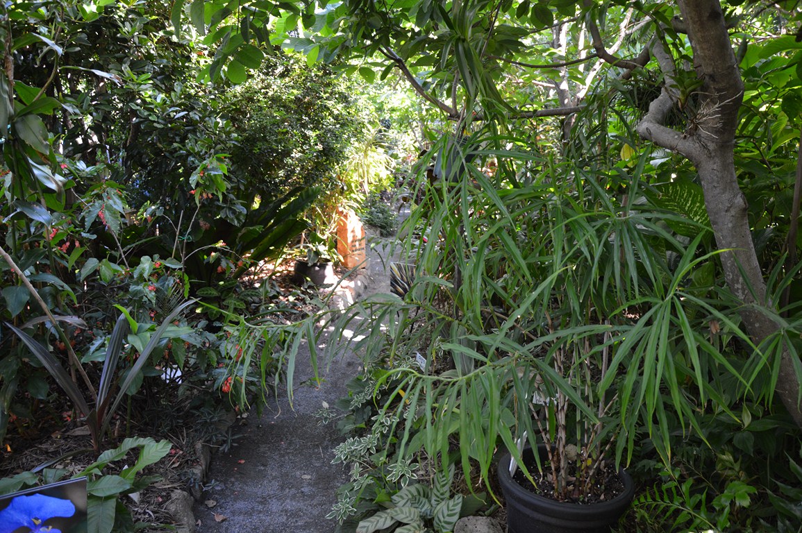 SubTropical Queensland Open Garden: March 2013