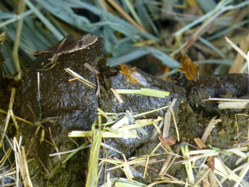 Rural Revolution: I ♥ cow poop