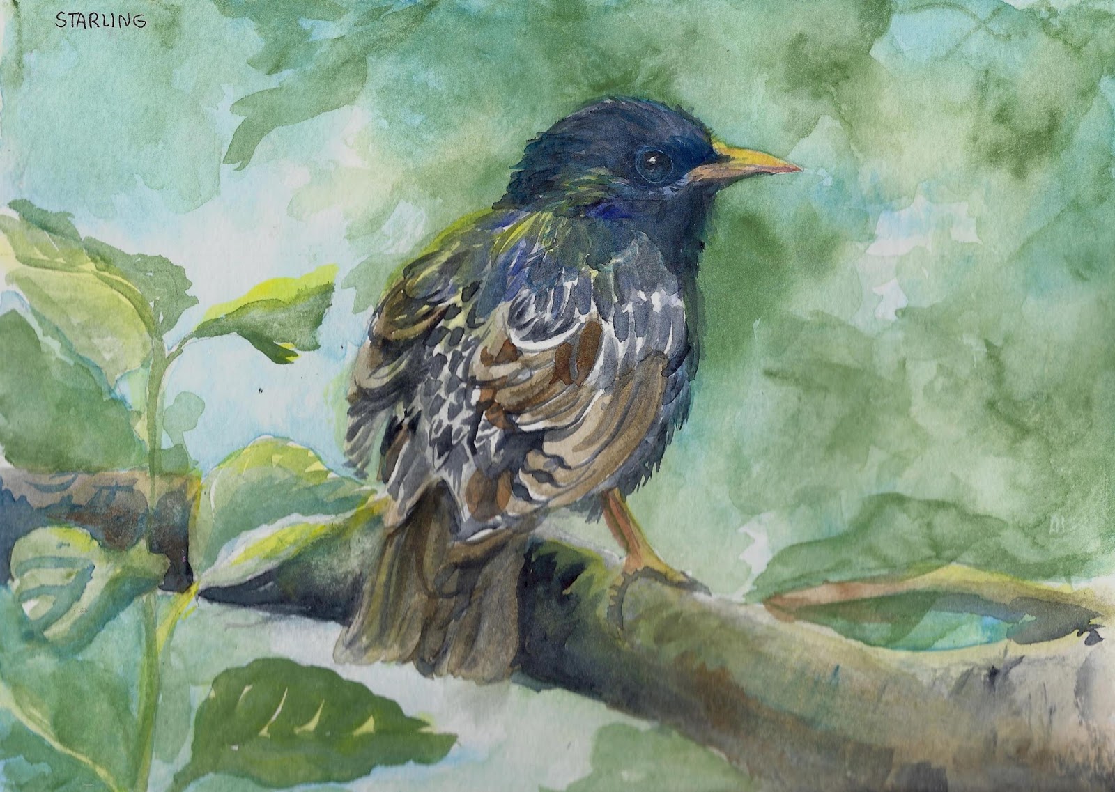 Starling-Week 11 of '52 Weeks of Watercolour Birds ...