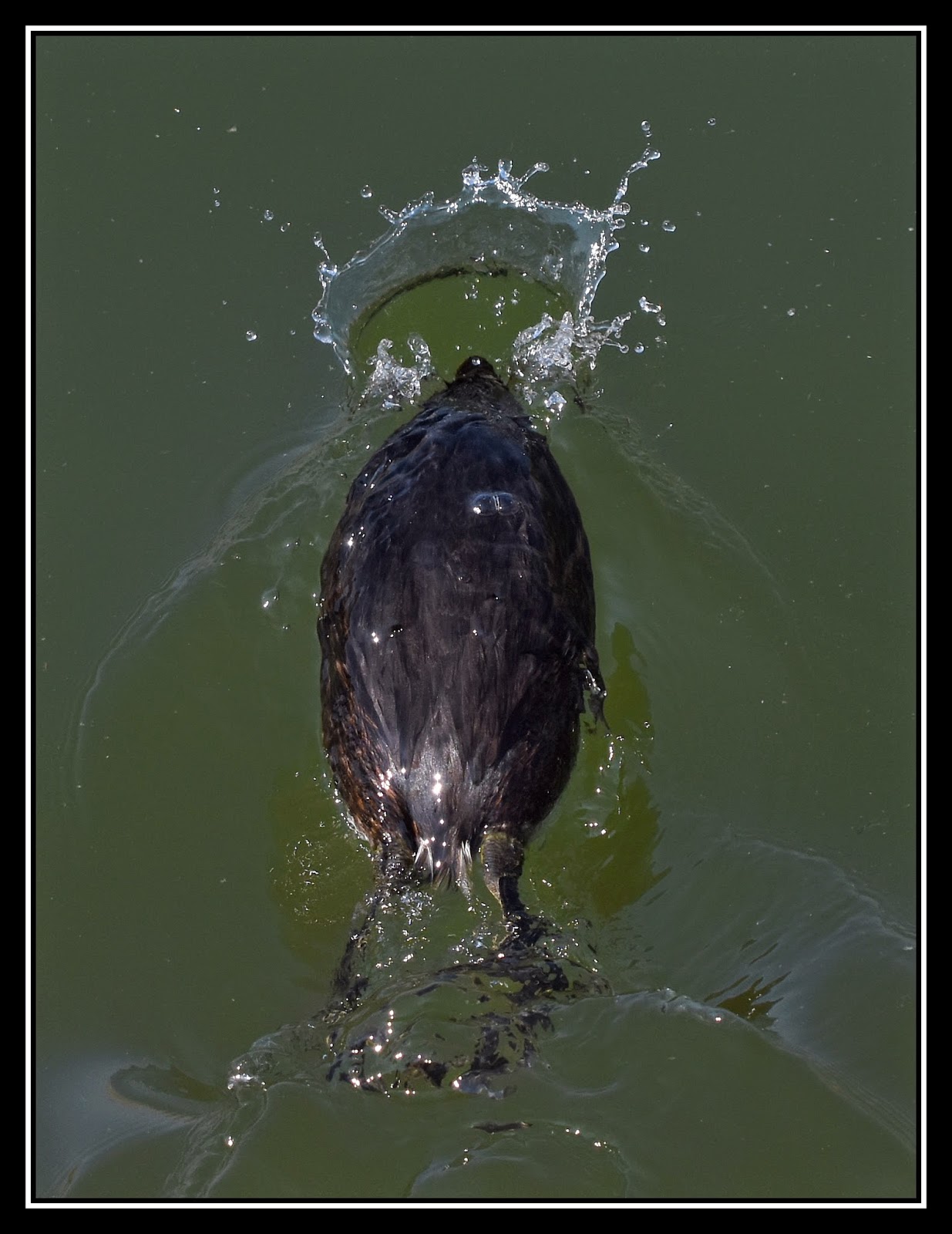 Carl Bovis Nature Photography: Underwater Great Crested Grebe and the ...