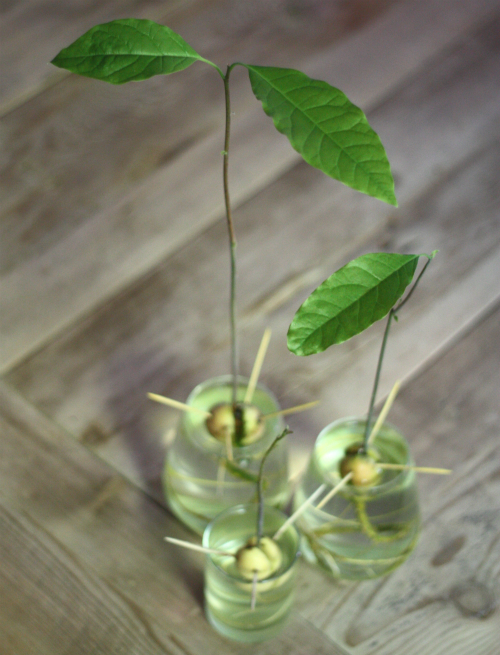 Progress Report: Growing Avocados From the Pit | 17 Apart