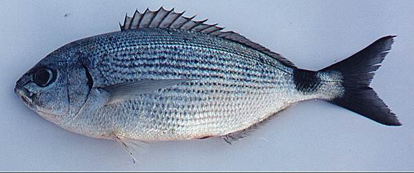 Artes de Pesca: VAMOS A PESCAR OBLADA