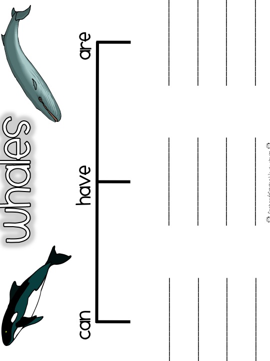 First Grade Fanatics: Whales and Sharks