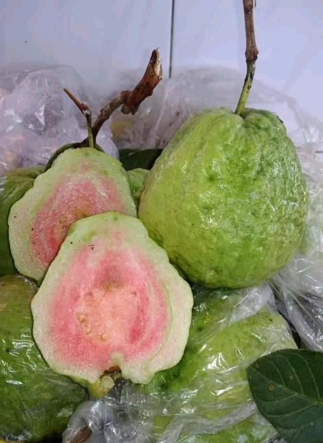 Jual Bibit Jambu Kristal & Sukun, Murah Gratis Ongkir, Bali Lombok NTB ...