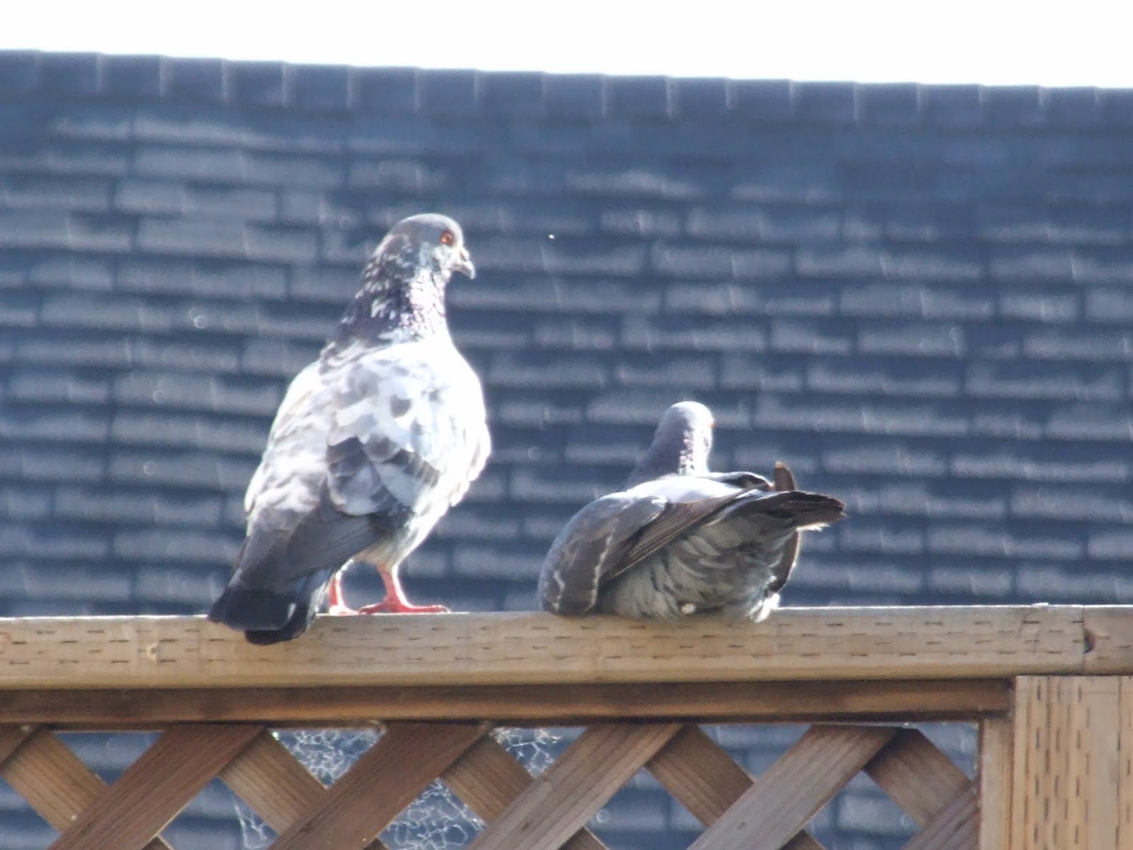 the rescue report: Stringfoot Heartache