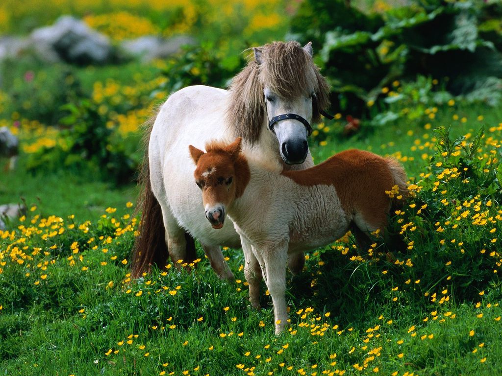Beautiful Pony Wallpapers ~ High Definition Wallpapers|Cool Wallpapers ...