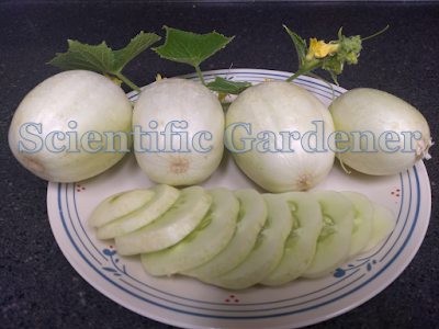 The Scientific Gardener: The Crystal Apple Cucumber