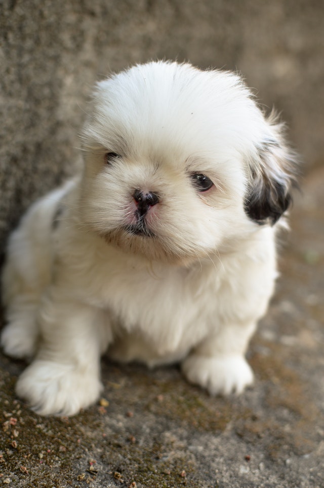 The Shih Tzu is the most popular dog breed in the Philippines