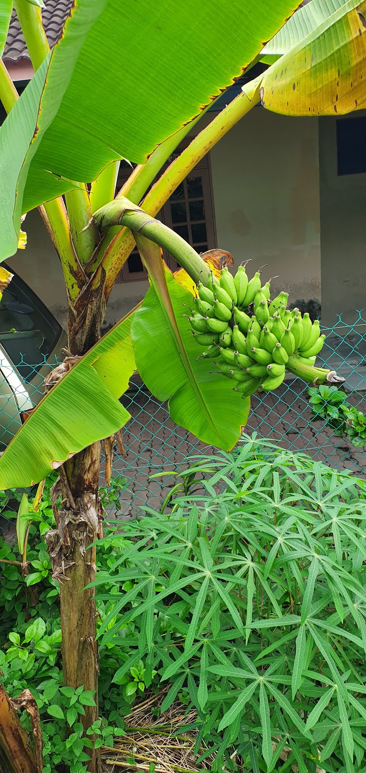 Warisan Petani: Pisang Lemak Manis vs Pisang 40 Hari