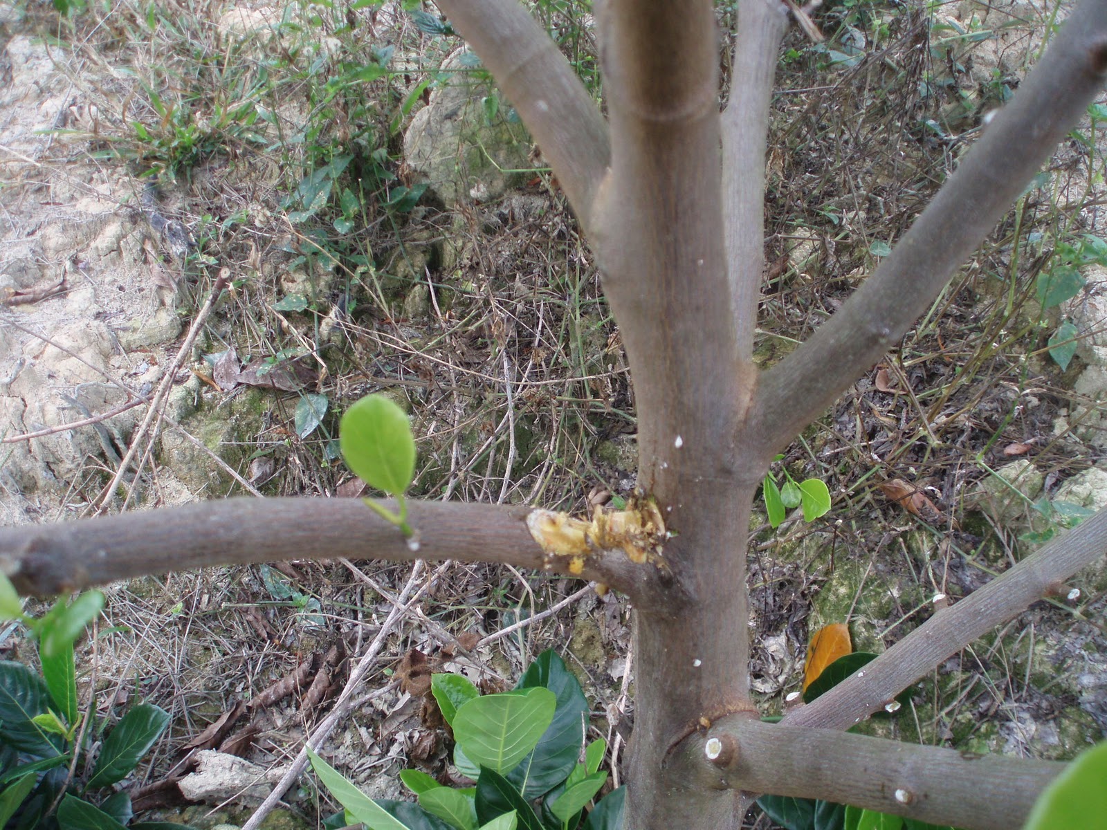 Jackfruit(Nangka): Pengorek Batang Pokok nangka