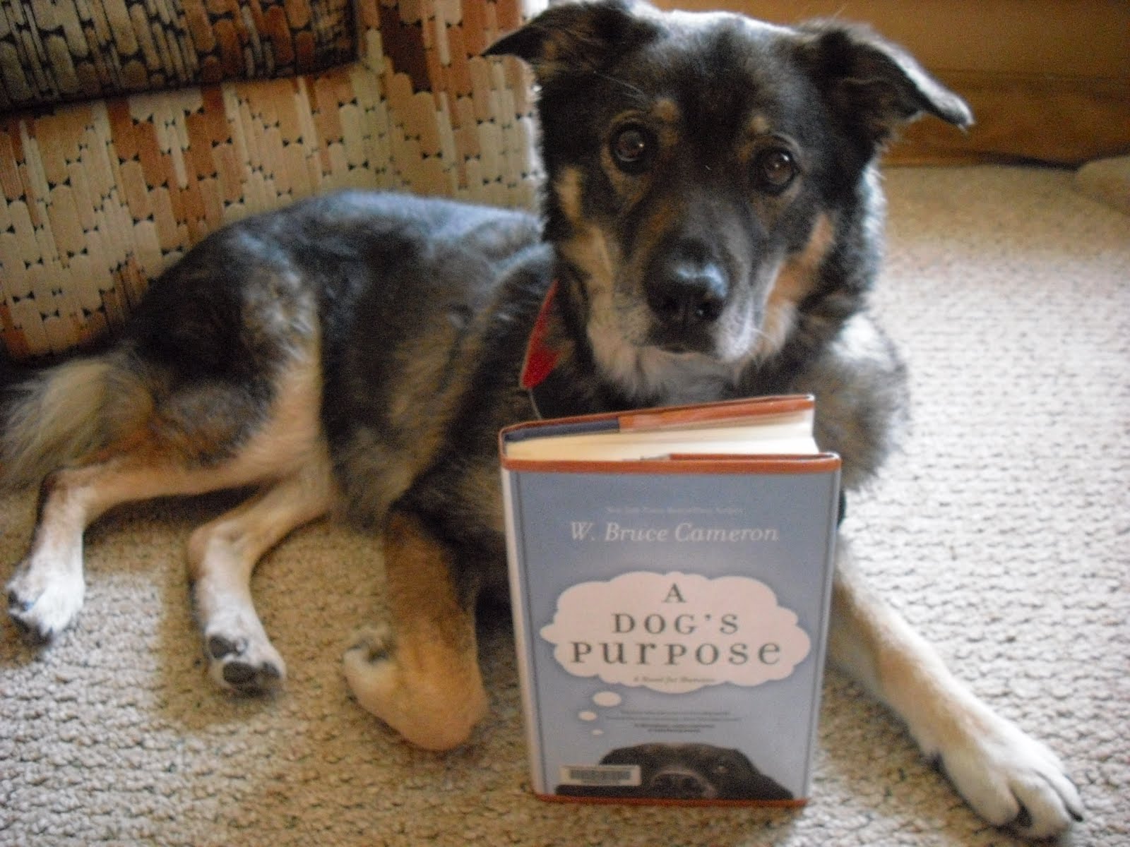 Grab A Book From Our Stack: "A Dog's Purpose" by W. Bruce Cameron