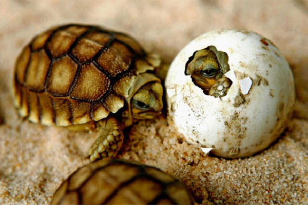 Science Class 5EP: Animals