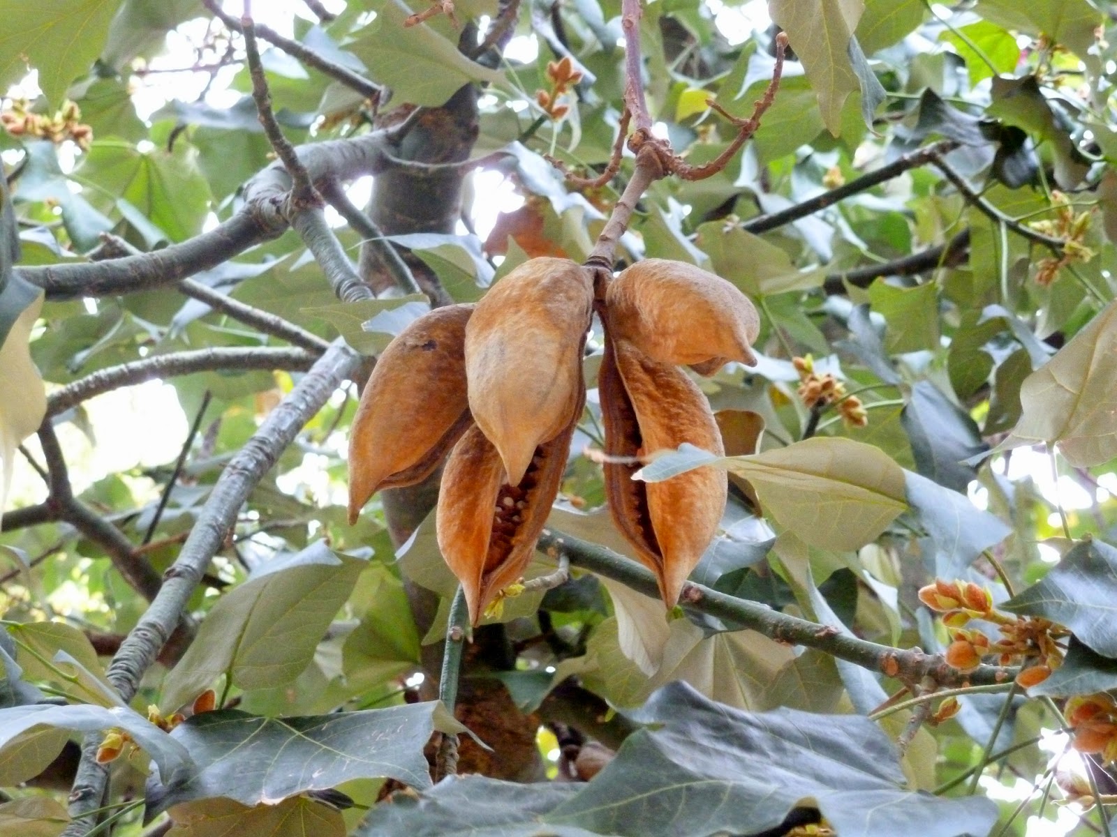 Árboles con alma: Arbol botella rosa (Brachychiton discolor)
