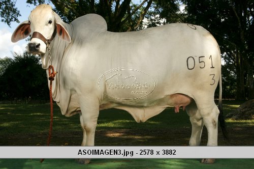 Toro cebu blanco - Imagui