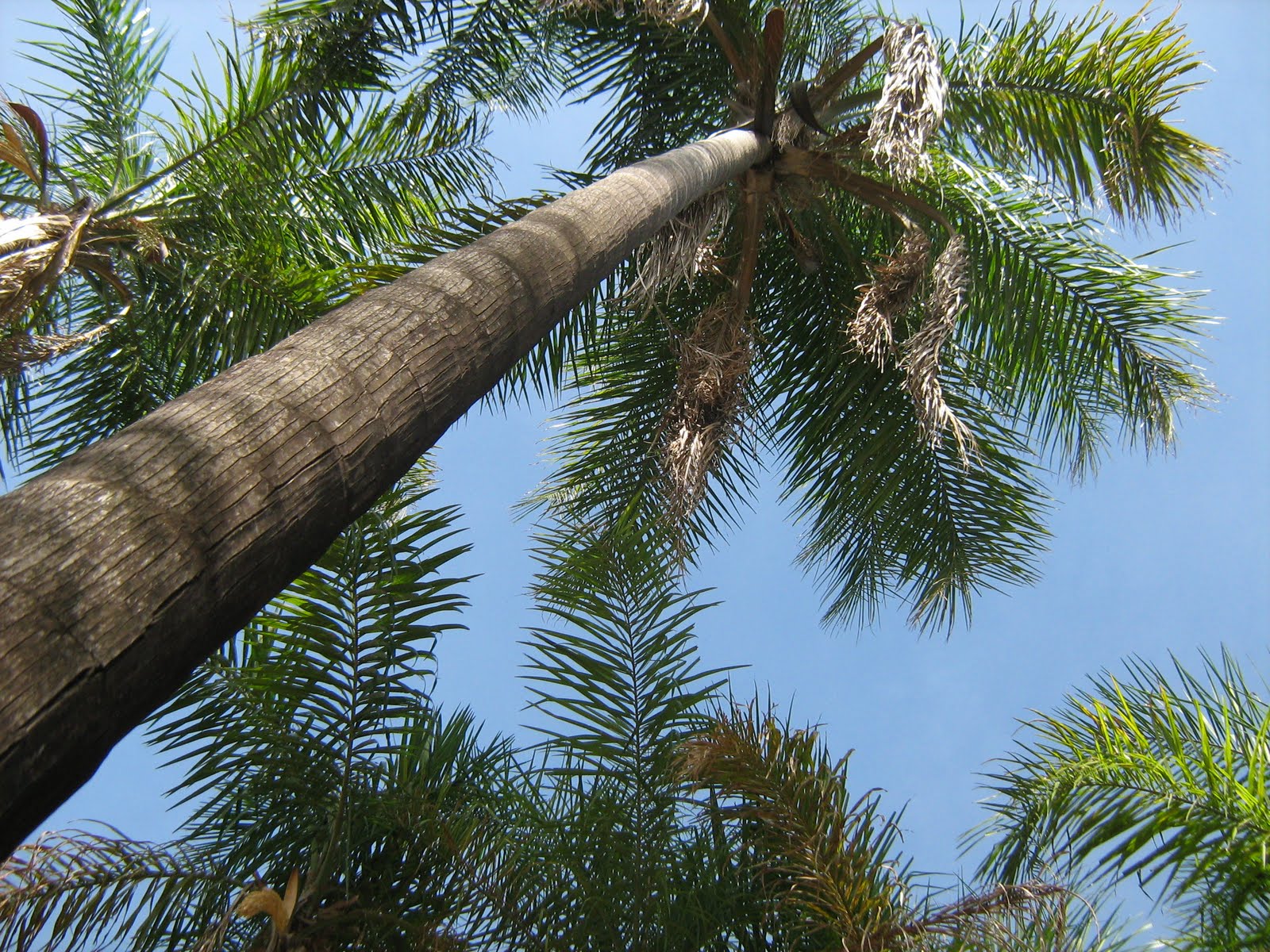 Bosque das Palmeiras: Palmeira Gariroba- Syagrus Oleracea